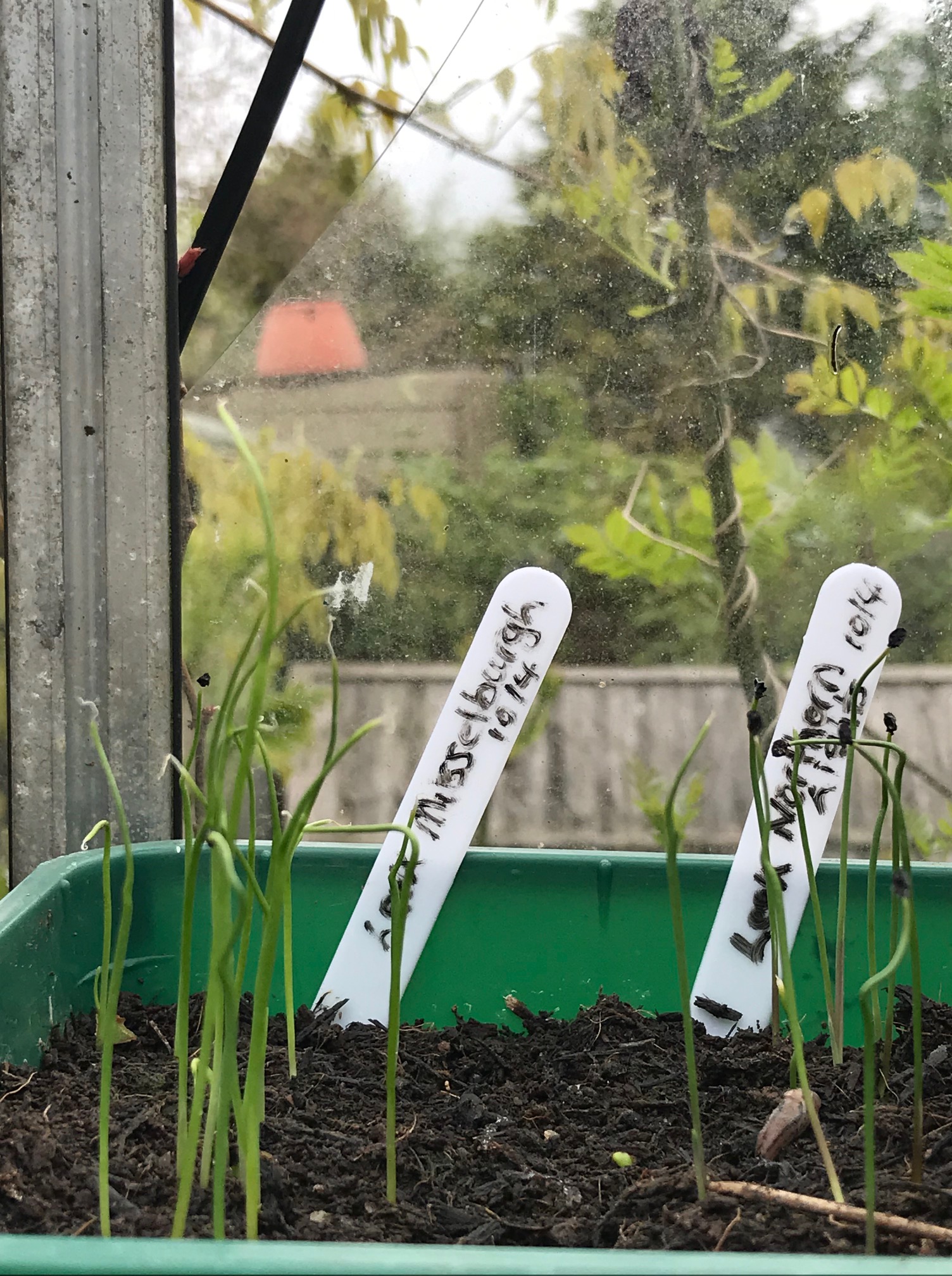 Sowing vegetable seeds Direct sowing or sowing under cover: which is ...
