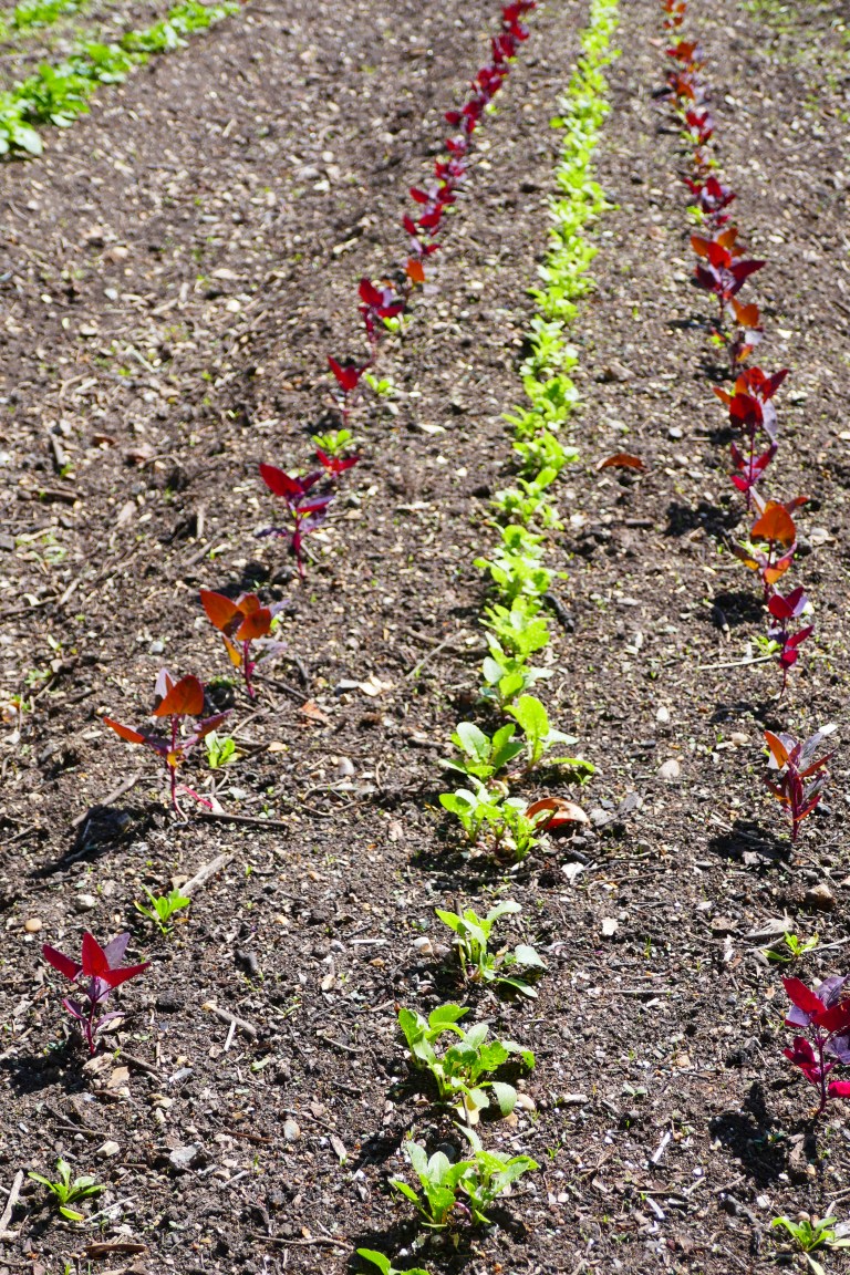 Sowing seeds directly into the soil – the thick and the thin of it ...