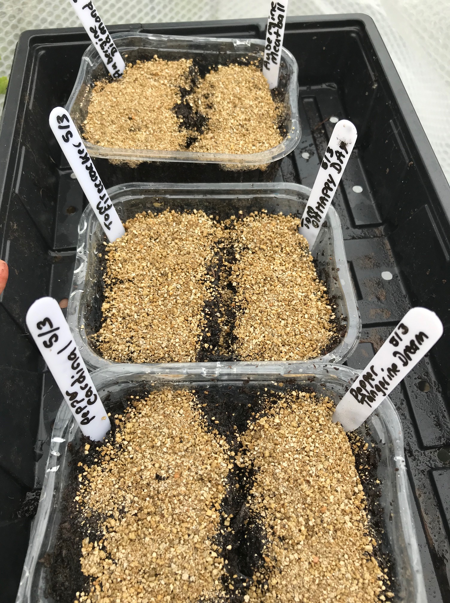 Sowing vegetable seeds Direct sowing or sowing under cover: which is ...